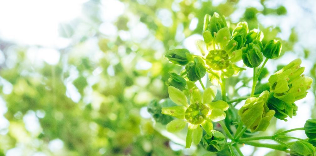 3D Rendering Cavan - Monaghan - Leitrim - Plantscapes Eireann